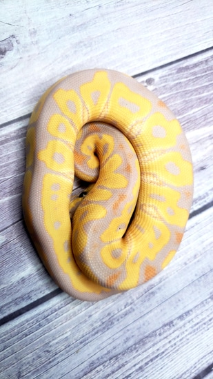 Banana Clown Ball Python by Twisted Reptiles