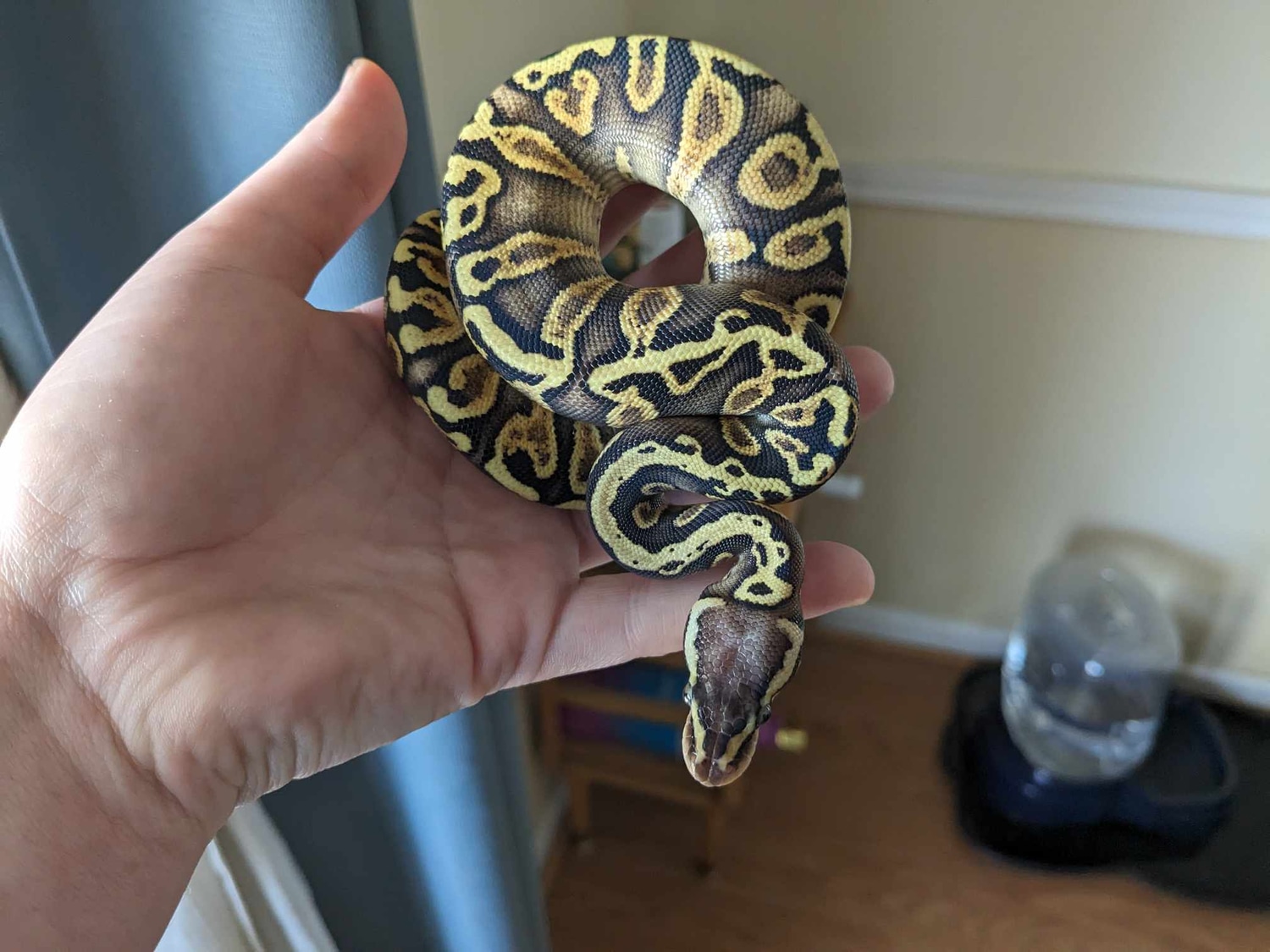 Pastel Ghi Yellowbelly Asphalt Ball Python by Twisted Reptiles ...