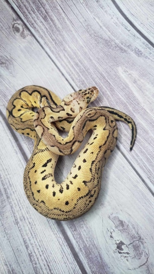Pastel Clown Ball Python by Twisted Reptiles