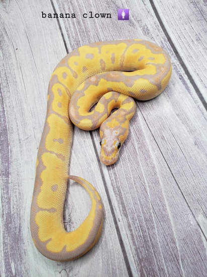 Banana Clown Ball Python by Twisted Reptiles