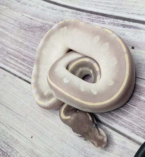 Purple Passion Ball Python by Twisted Reptiles