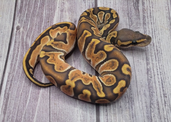 Hypo Ghi Orange Dream Yellow Belly Ball Python by Twisted Reptiles
