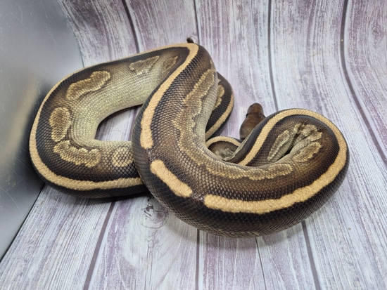 Cinnamon Mohagony Het Clown Ball Python by Twisted Reptiles