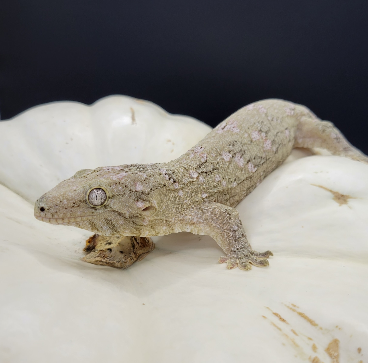 Probable Female GT X Isle E Leachianus Gecko by Nami Geckos - MorphMarket