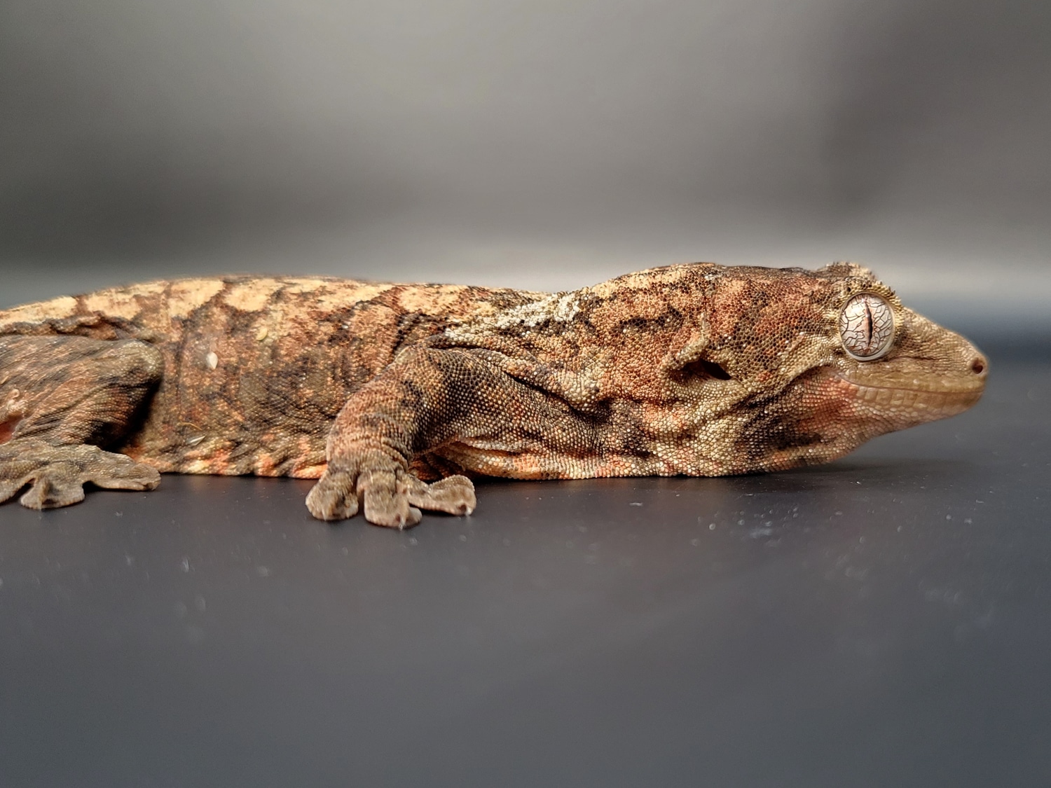 Adult Male Mainland Chahoua Gecko by Nami Geckos - MorphMarket