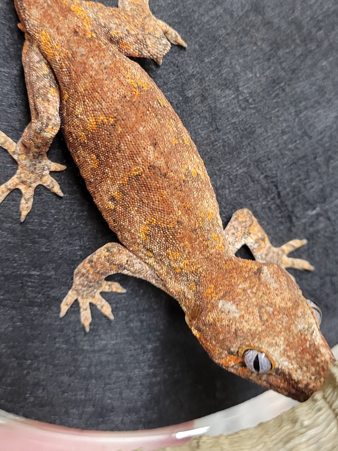 Aritonnic Red Base Orange Blotch Gargoyle Gecko by Nami Geckos ...