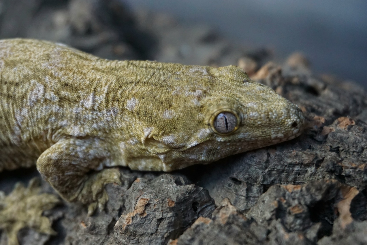 NPS Color Mix NLS Leachianus Gecko by Nami Geckos - MorphMarket