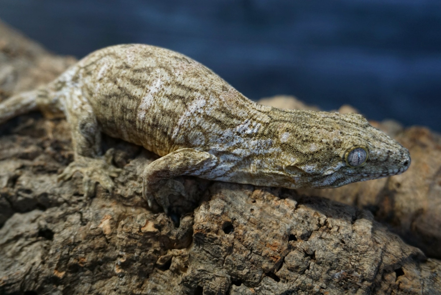 NPS Color Mix NLS Leachianus Gecko by Nami Geckos - MorphMarket