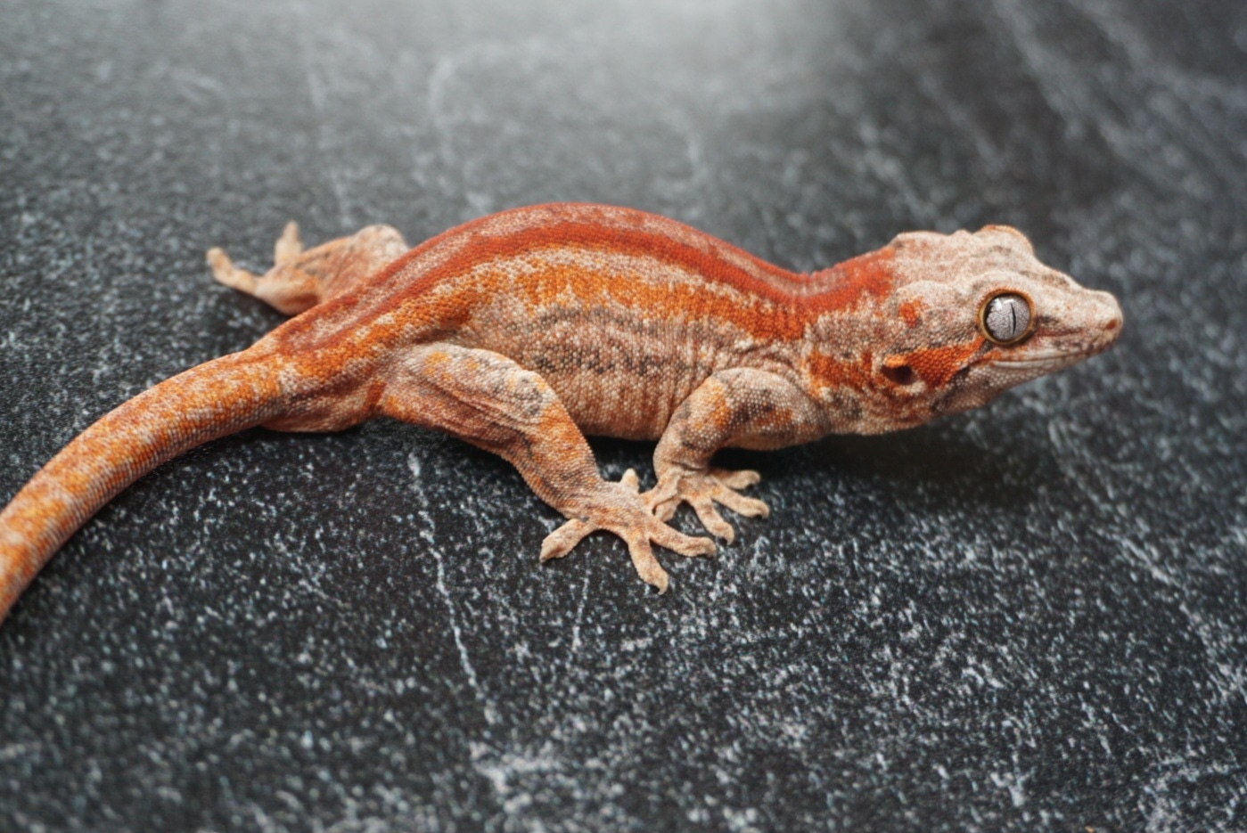 Red Stripe Female Subadult Gargoyle Gecko by Nami Geckos - MorphMarket