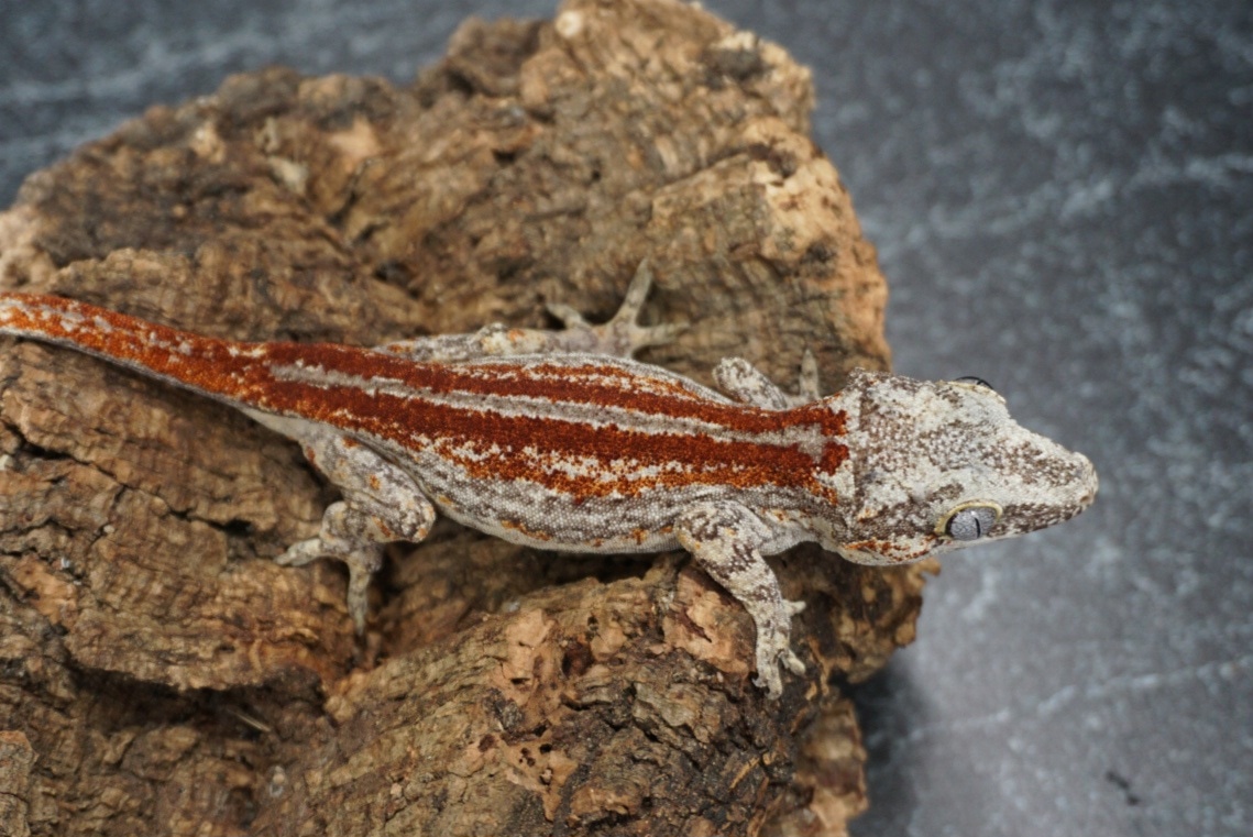 Red Stripe Female Gargoyle Gecko by Nami Geckos - MorphMarket