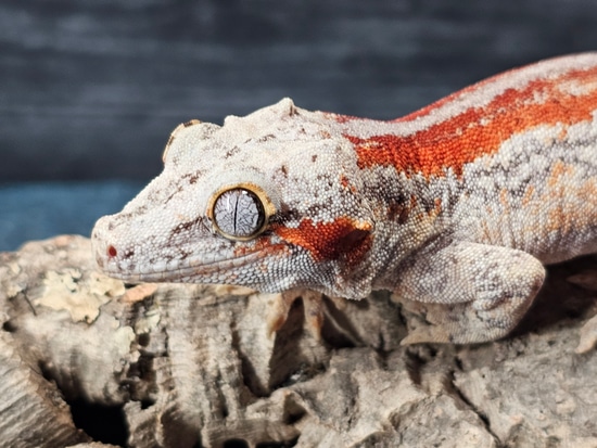 Red Stripe Female Gargoyle Gecko by Nami Geckos