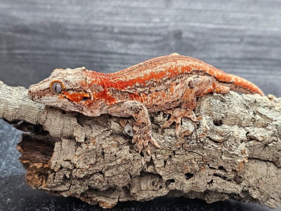 Red Stripe Gargoyle Gecko by Nami Geckos