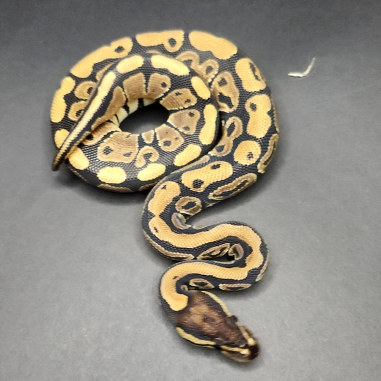 Russo (Het Blue Eyed Lucy) Ball Python by South Jersey Ball Python Morph