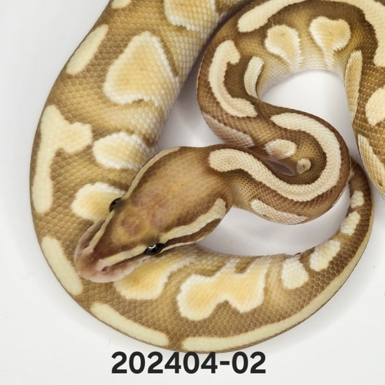 Banana Lesser Ball Python by South Jersey Ball Python Morph