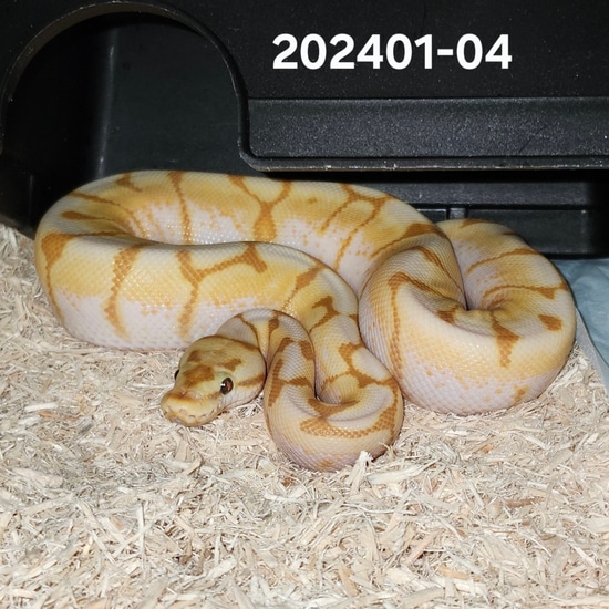 Banana Lesser Spider Het Hypo Ball Python by South Jersey Ball Python Morph