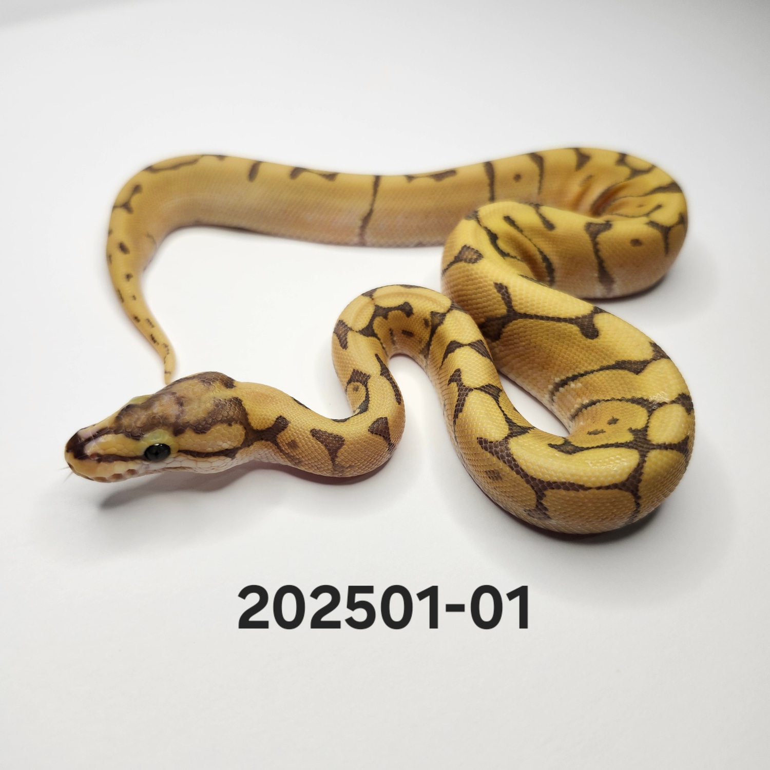 South Jersey Ball Python Morph's Collection - MorphMarket