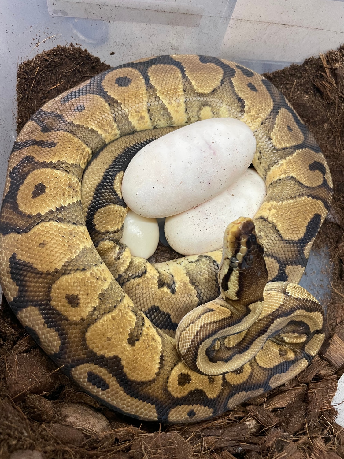 Female Red Stripe Yellow Belly Ball Python by The Small Time Serpent Co ...