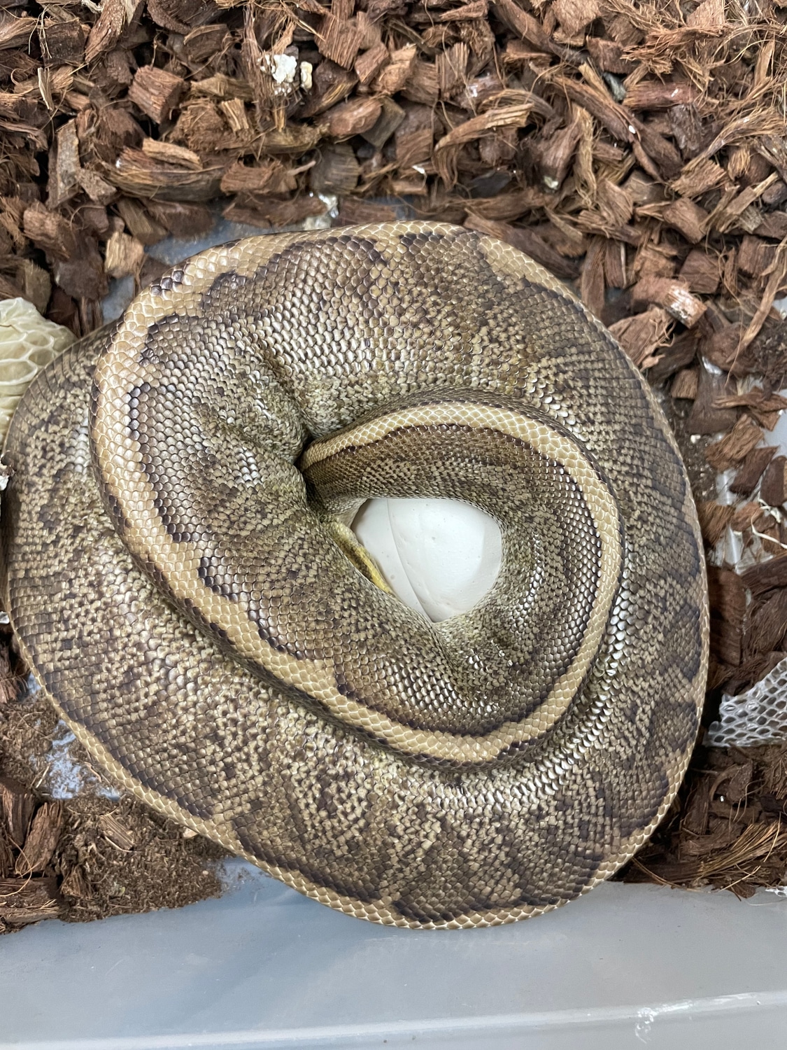 Female Super Chocolate Pinstripe Ball Python by The Small Time Serpent ...