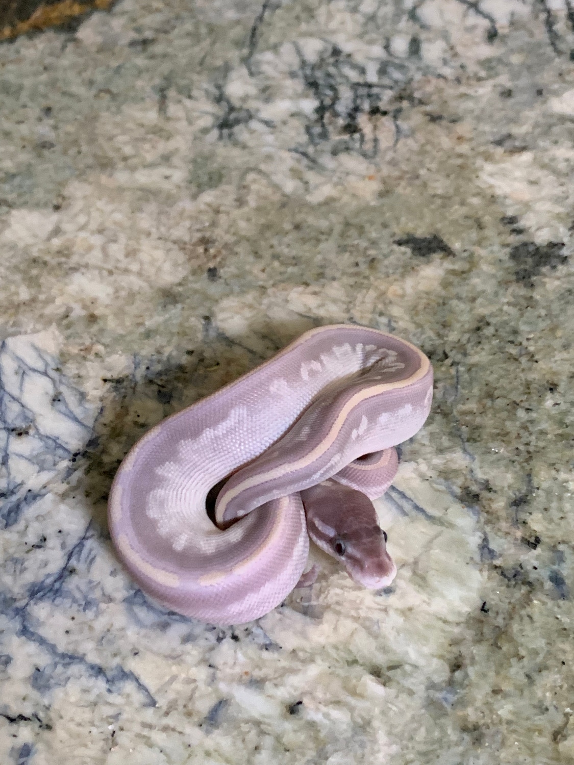 Mystic Potion Ball Python by Planet Reptiles 307 - MorphMarket