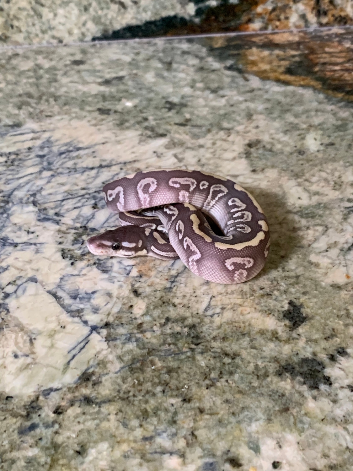Mystic Phantom Ball Python by Planet Reptiles 307 - MorphMarket