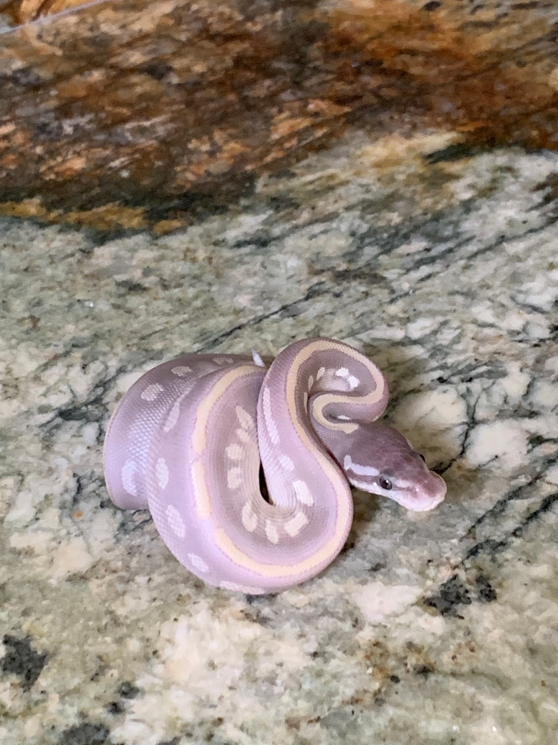 Mystic Potion Ball Python by Planet Reptiles 307 - MorphMarket