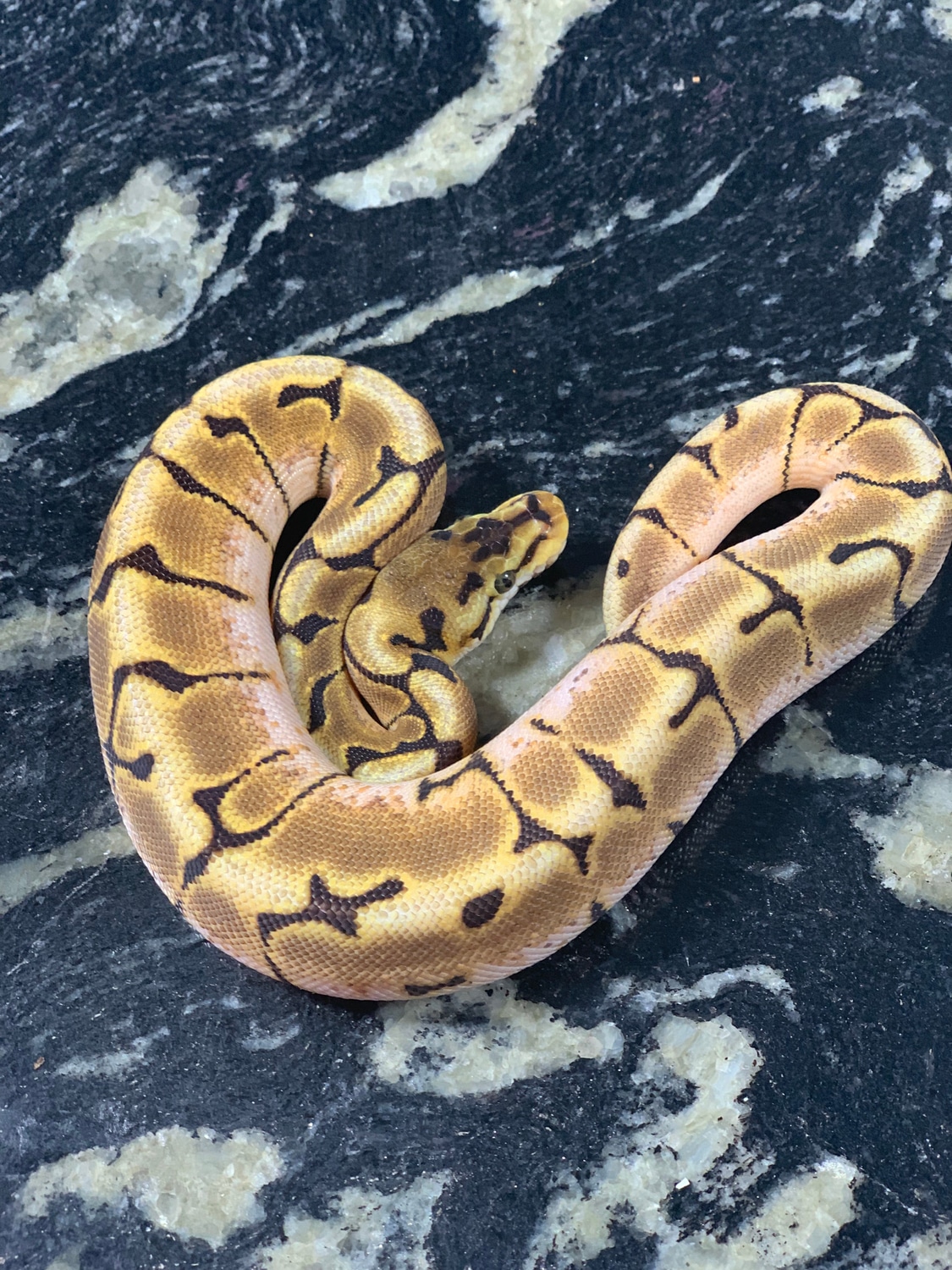 Spider Enchi Pos Het Clown Ball Python by Planet Reptiles 307 - MorphMarket