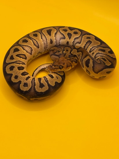 Black Pastel Yellow Belly Clown Ball Python by SJExotics