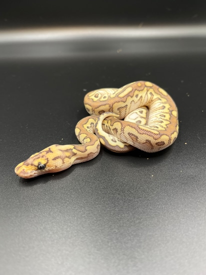 Butter Fire Spotnose Clown Ball Python by SJH-Pythons