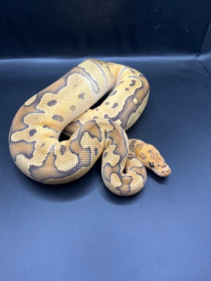 Fire Yellowbelly Clown Ball Python by SJH-Pythons