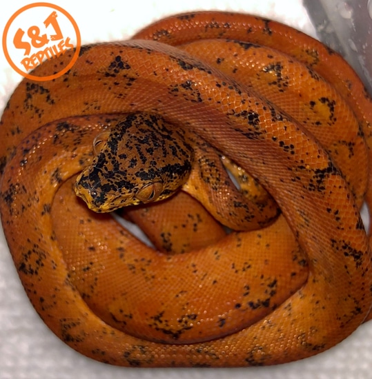 USCBB 2019 Amazon Tree Boa - Colored Patterned Phase by S&J Reptiles