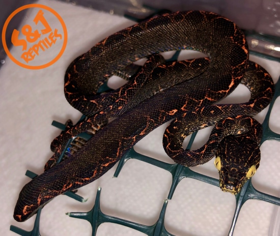 USCBB 2019 Amazon Tree Boa - Halloween Phase by S&J Reptiles