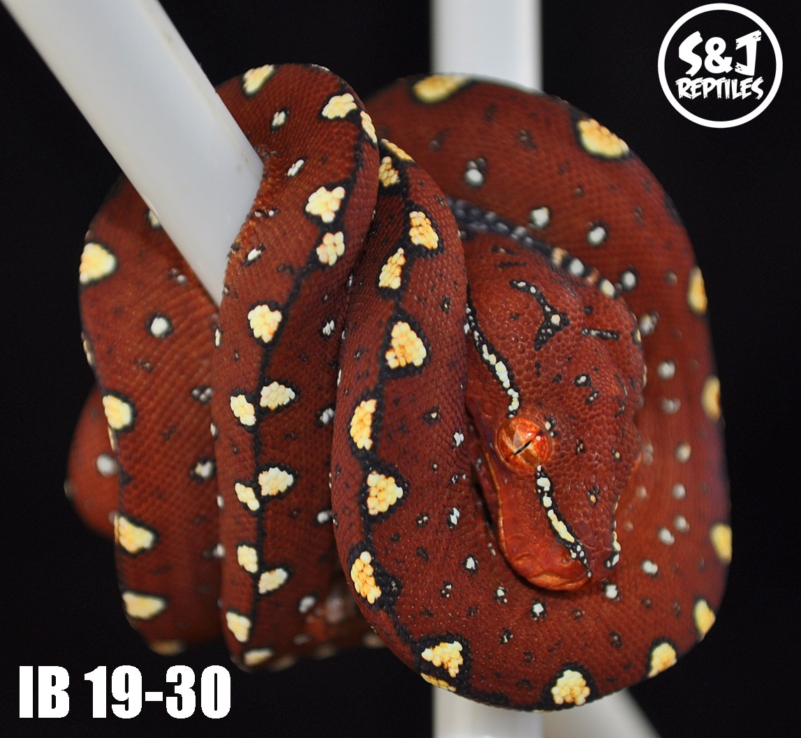 USCBB (Biak/Lereh) X Biak Green Tree Python by S&J Reptiles - MorphMarket