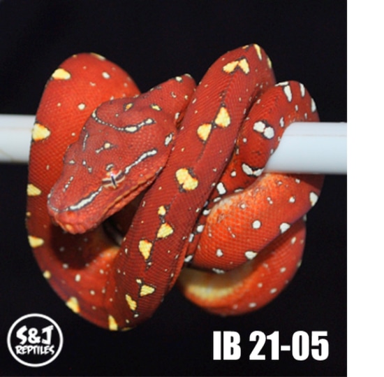 2021 Uscbb Gtp Ib 21-05 Green Tree Python by S&J Reptiles