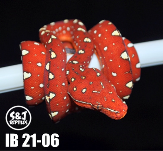 2021 Uscbb Gtp Ib 21-06 Green Tree Python by S&J Reptiles