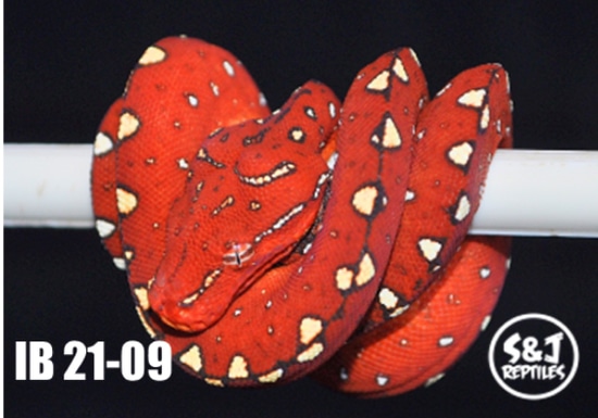 2021 Uscbb Gtp Ib 21-09 Green Tree Python by S&J Reptiles