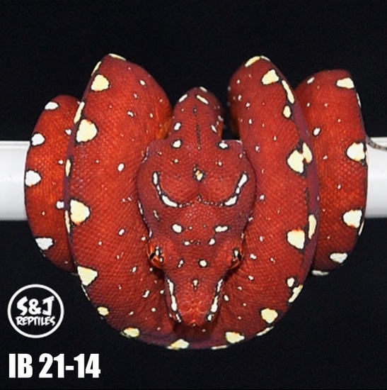 2021 Uscbb Ib 21-14 Gtp Green Tree Python by S&J Reptiles