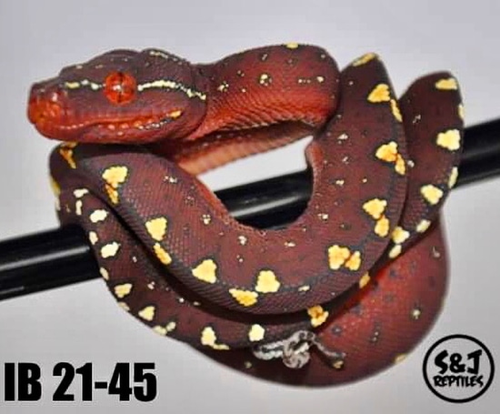 2021 Uscbb Gtp Ib 21-45 Green Tree Python by S&J Reptiles