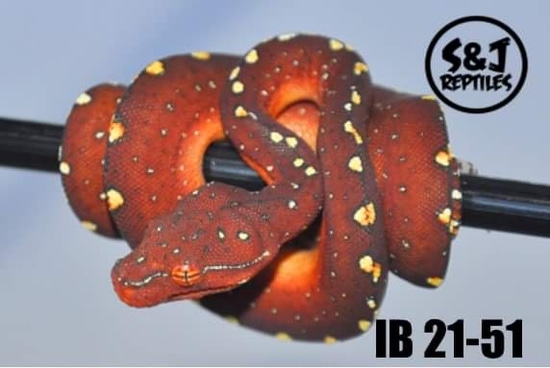 2021 Uscbb Gtp Ib 21-51 Green Tree Python by S&J Reptiles