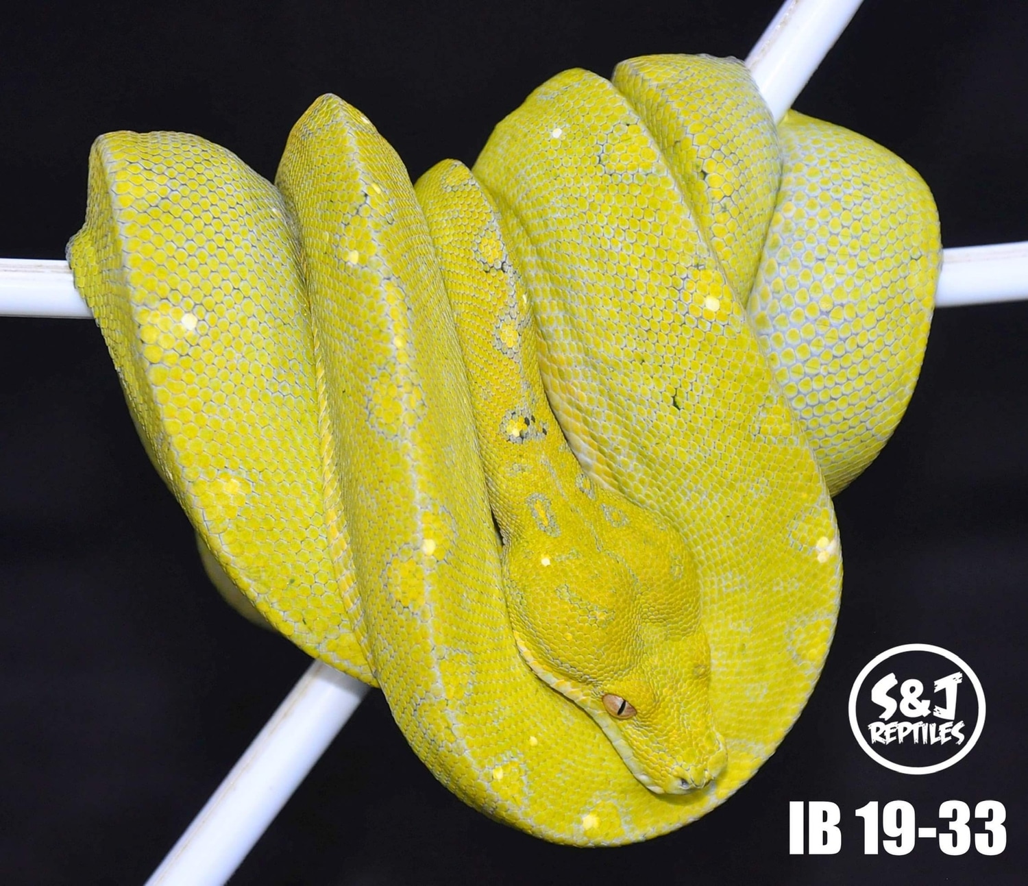USCBB (Biak/Lereh) X Biak Green Tree Python by S&J Reptiles - MorphMarket