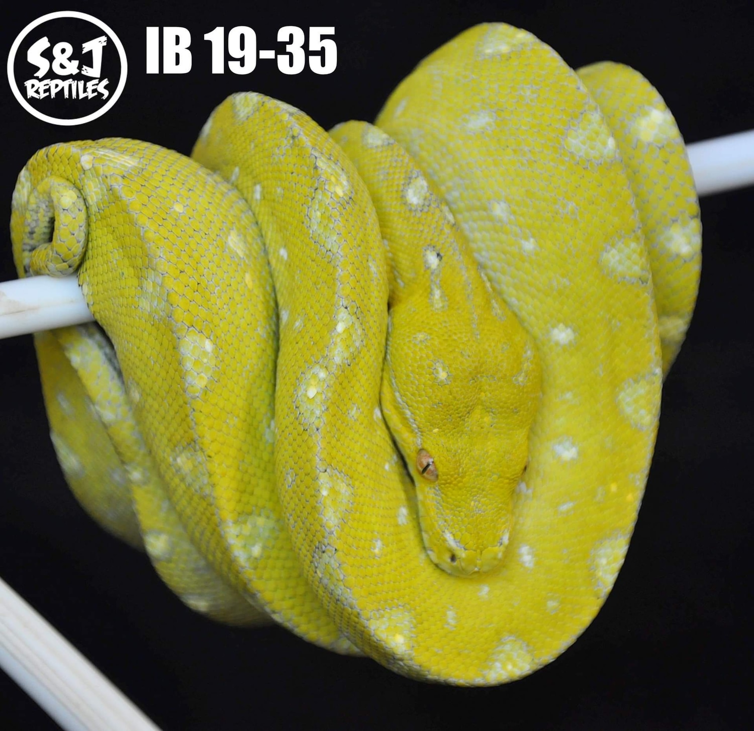 USCBB (Biak/Lereh) X Biak Green Tree Python by S&J Reptiles - MorphMarket