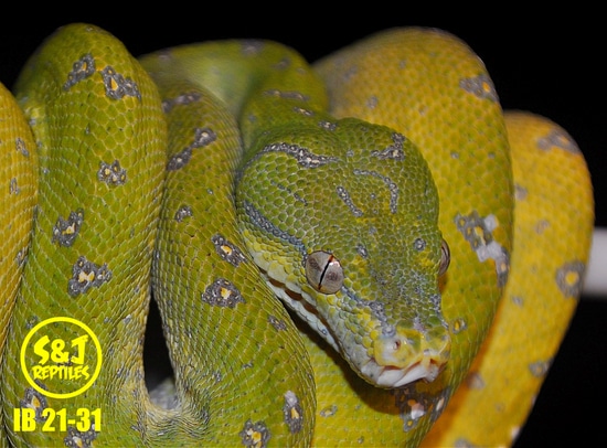 USCBB 2021 Aru GTP Green Tree Python by S&J Reptiles