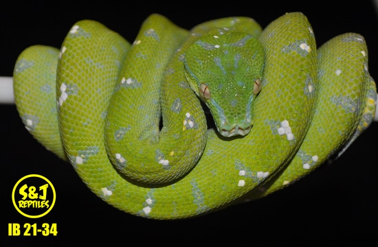 USCBB 2021 Aru GTP Green Tree Python by S&J Reptiles