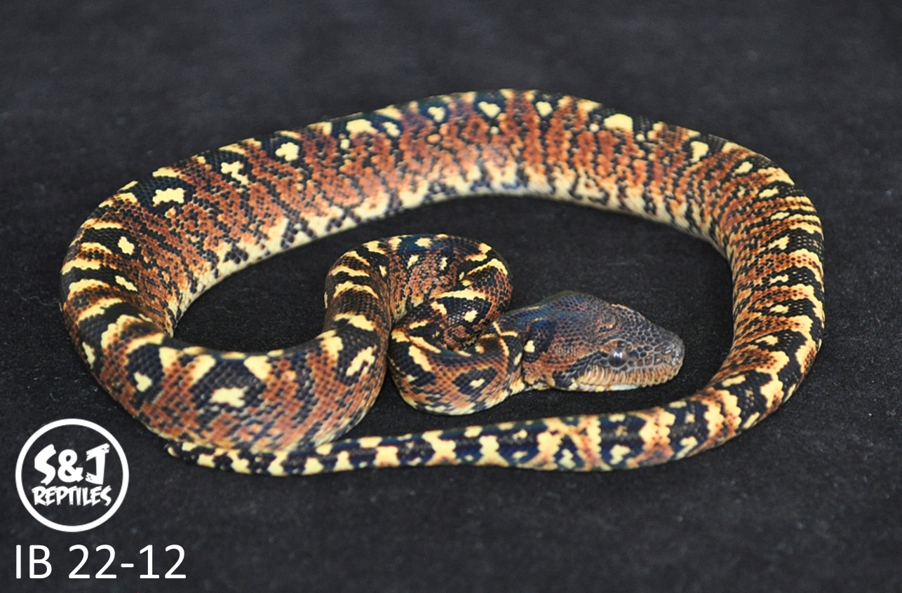 Western Sanzinia / Madagascan Tree Boa Other Tree Boa by S&J Reptiles ...