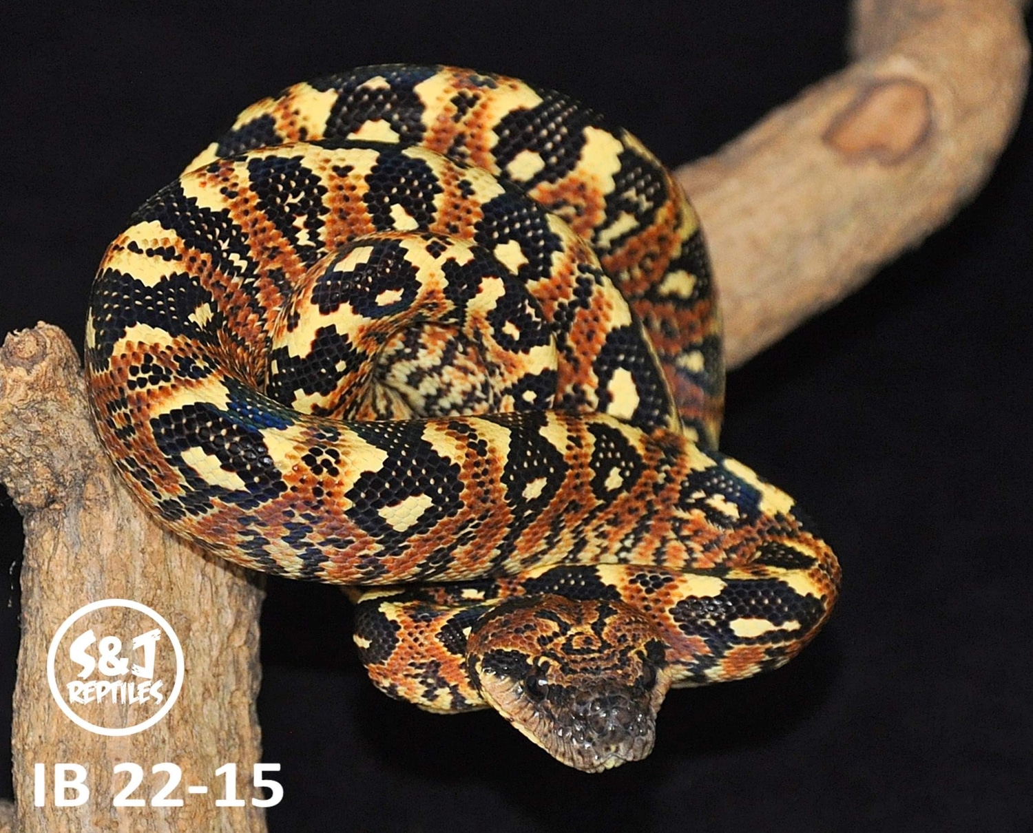 Western Sanzinia / Madagascan Tree Boa Other Tree Boa by S&J Reptiles ...
