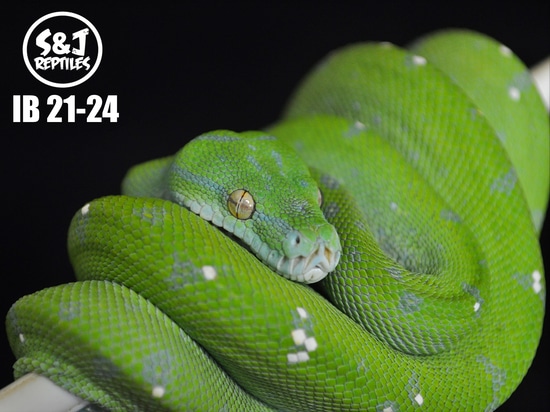 USCBB 2021 Aru GTP Green Tree Python by S&J Reptiles