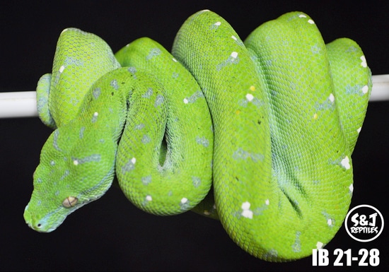 USCBB 2021 Aru GTP Green Tree Python by S&J Reptiles