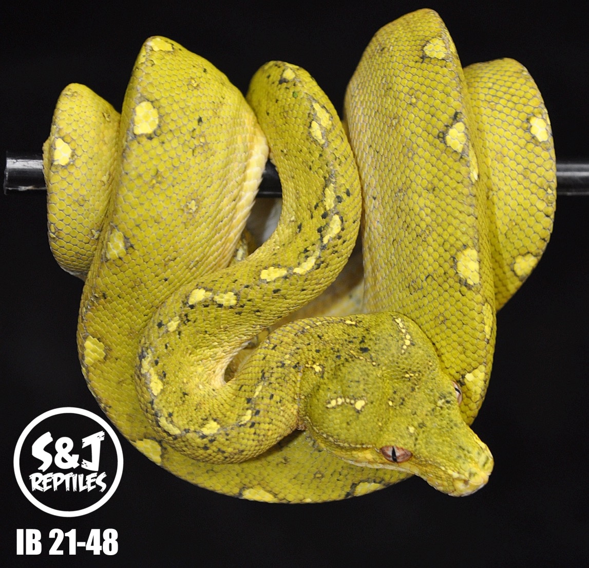 2021 Uscbb Green Tree Python by S&J Reptiles - MorphMarket