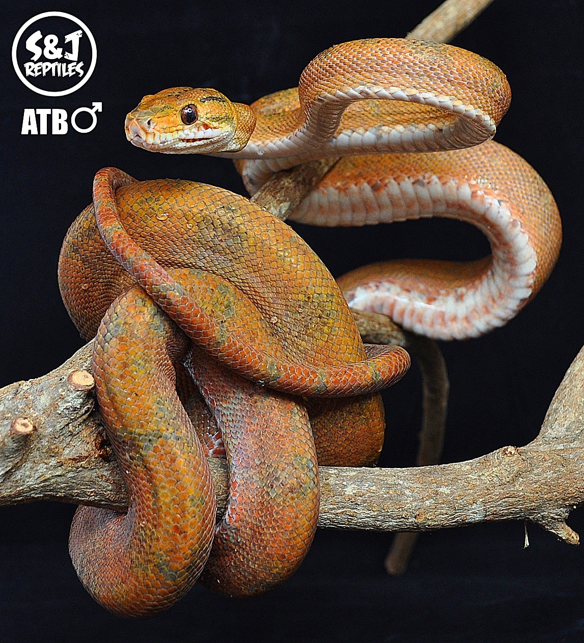 Proven Breeder Male ATB Amazon Tree Boa by S&J Reptiles - MorphMarket