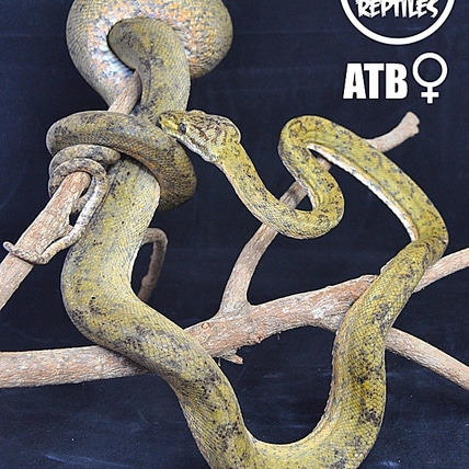 S&J Reptiles - MorphMarket