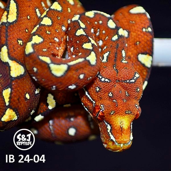 2024 USCBB Green Tree Python by S&J Reptiles